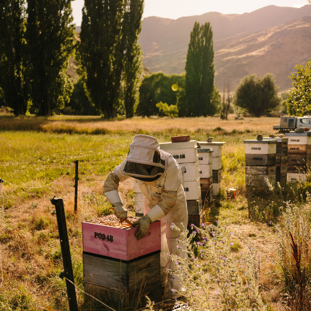 Branch Creek Raw Honey 250gm – The Old Schoolhouse NZ