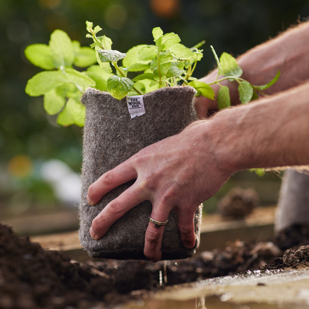 The Wool Pot - 3 Pack – The Old Schoolhouse NZ